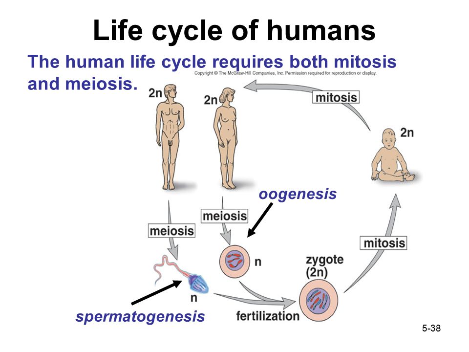 Human Life Cycle Meiosis Human Life Cycle Meiosis