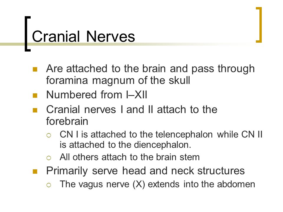Cranial Nerves Mnemonic: Function, Labeled Names In Order,, 49% OFF Cranial Nerves Mnemonic: Function, Labeled Names In Order,, 49% OFF