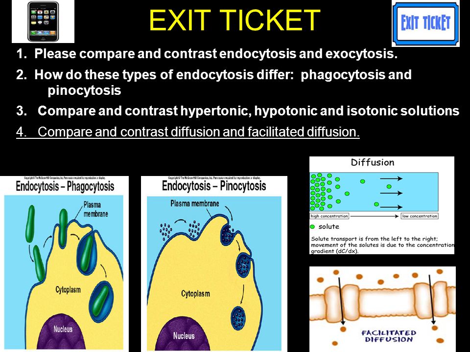 Difference Between Endocytosis And Exocytosis