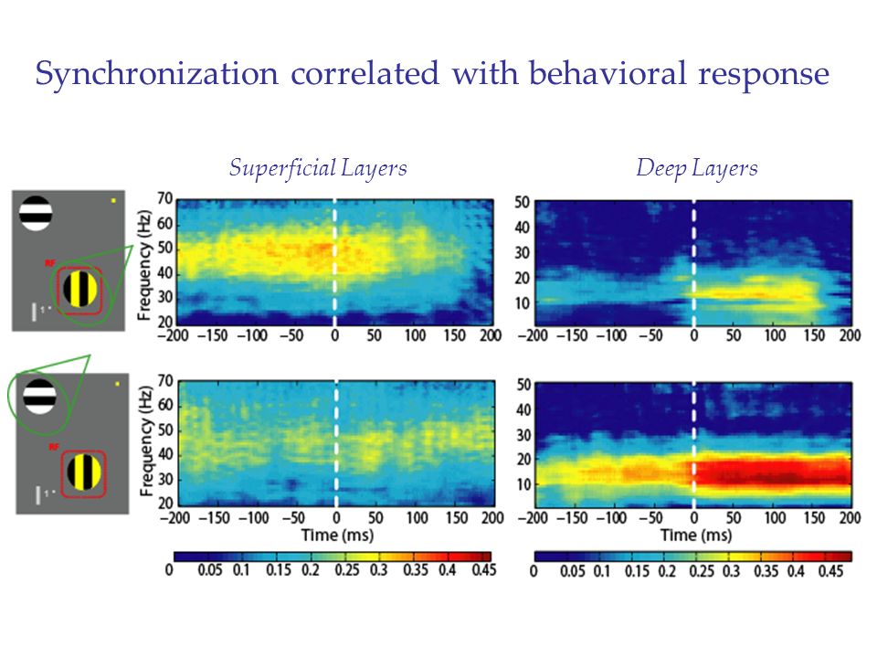 Layer Specific Attentional Modulation In Early Visual Areas Ppt Video