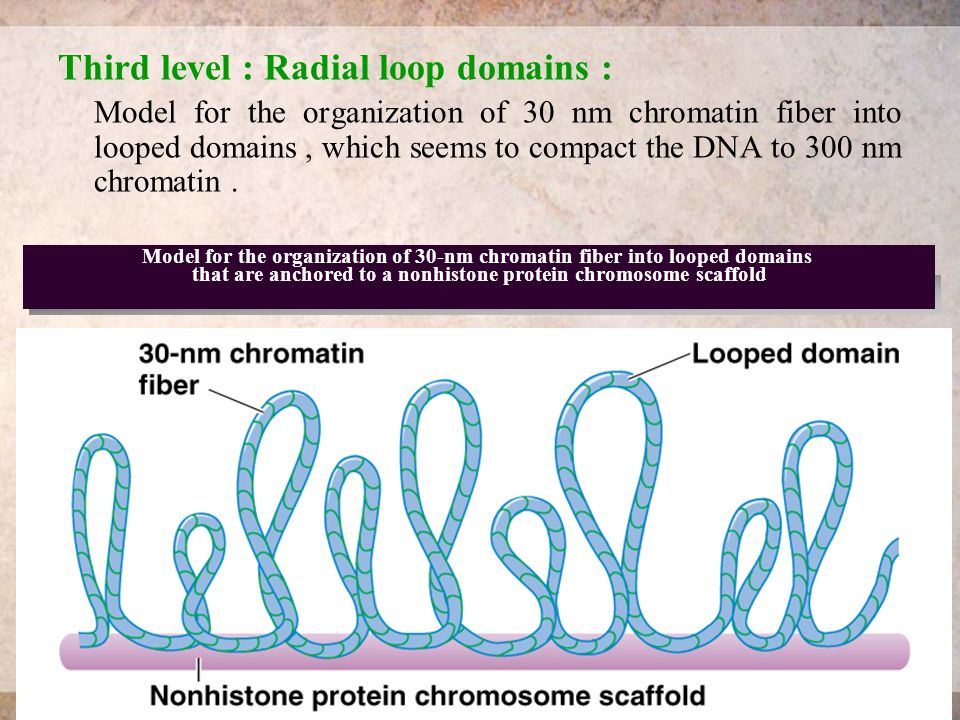 Radial Loop Domains