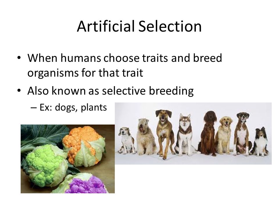 Artificial Selection Definition Artificial Selection Definition