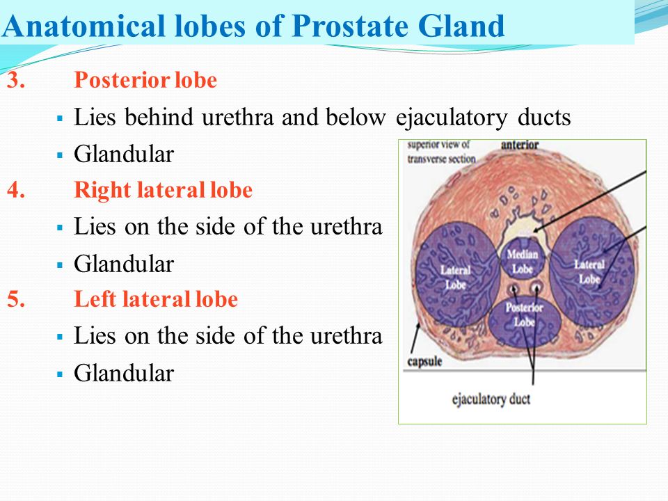 Prostate Seminal Vesicle And Ejaculatory Duct Ppt Video Online Download